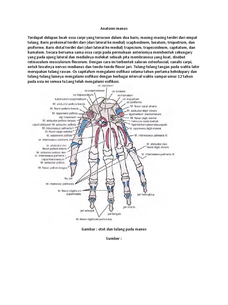Anatomi Manus | PDF
