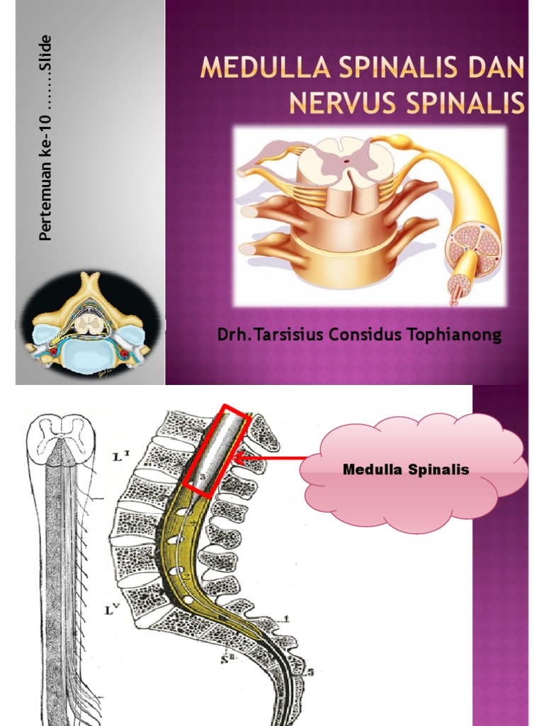 Medulla Spinalis Dan Nervus Spinalis PDF | PDF