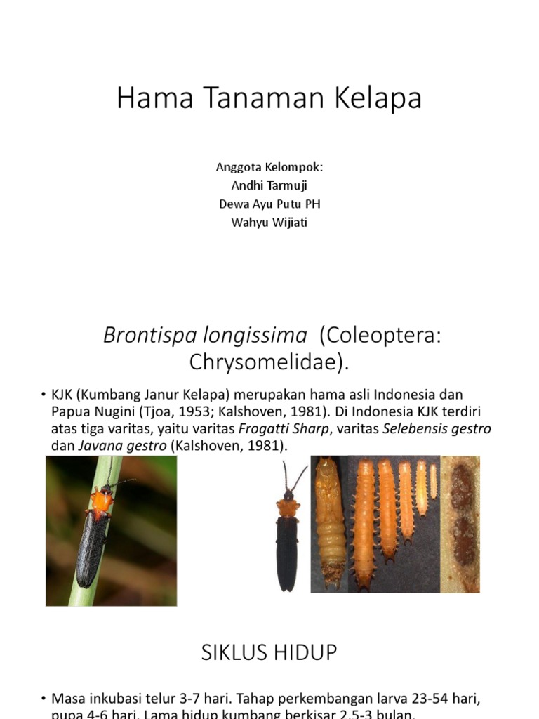 Pengendalian Hama Kumbang Janur Kelapa | PDF