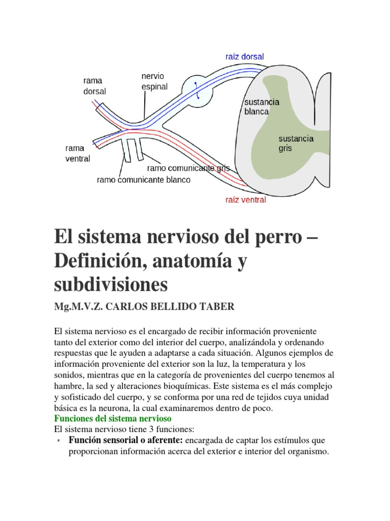 Anatomía - Sistema Nervioso de Los Animales | PDF | Neurona | Sistema ...
