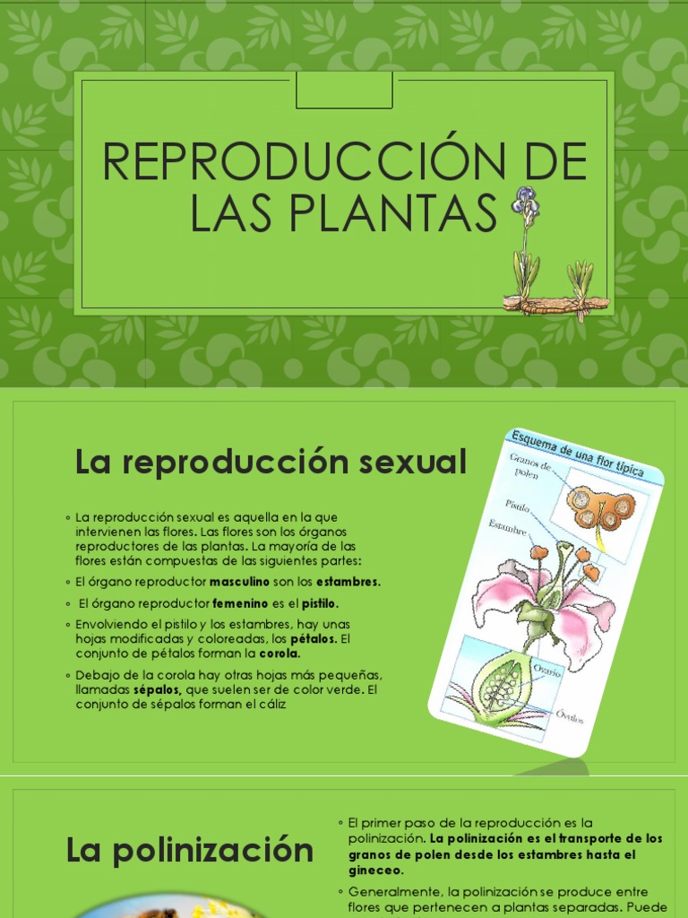 Plantas Cesar POWER | PDF | Fruta | Plantas