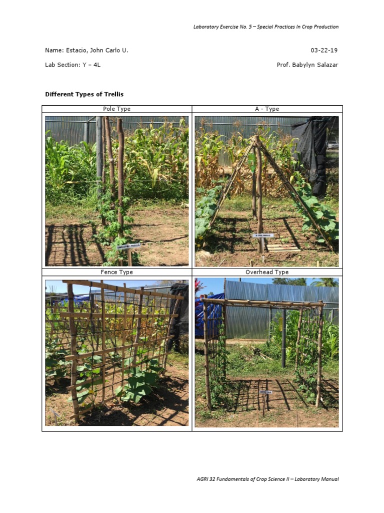 Laboratory Exercise No. 5 - Special Practices in Crop Production | PDF
