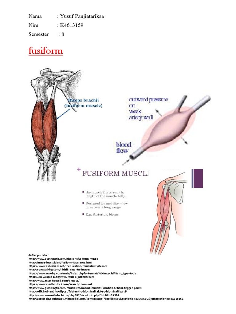 Muscle Architecture References | PDF | Sports & Recreation | Technology ...