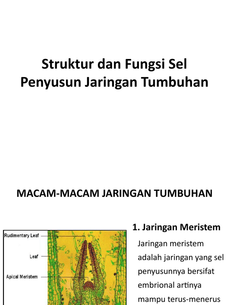 Struktur Dan Fungsi Sel Penyusun Jaringan Tumbuhan | PDF