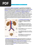Triptico Enfermedades Del Sistema Excretor