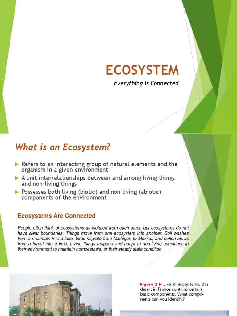 Ecosystem: Everything Is Connected | PDF | Ecosystem | Soil