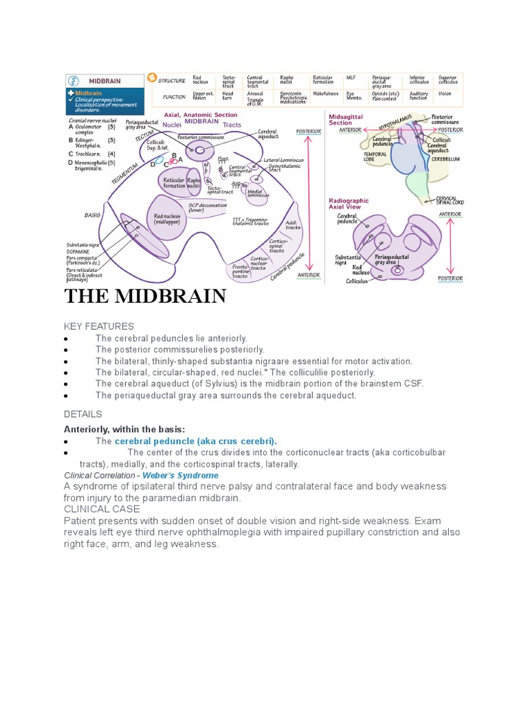 Draw It To Know It Notes | PDF | Brainstem | Cerebellum