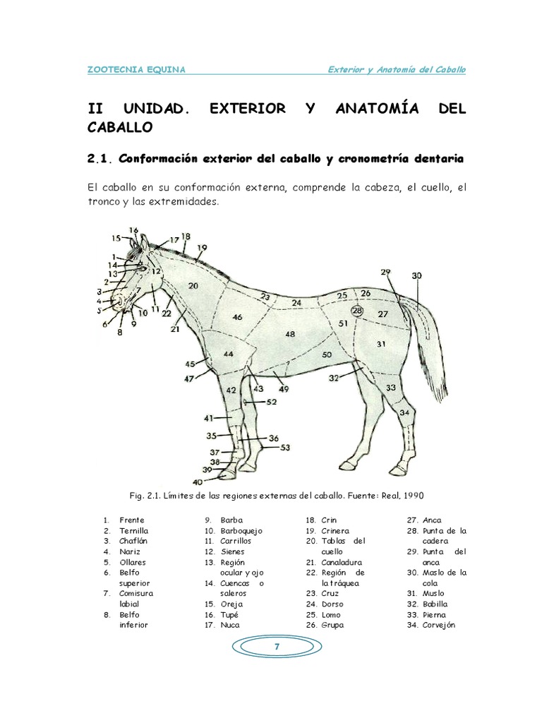 Ii Unidad. Exterior Y Anatomía Del Caballo | Caballos | Rodilla