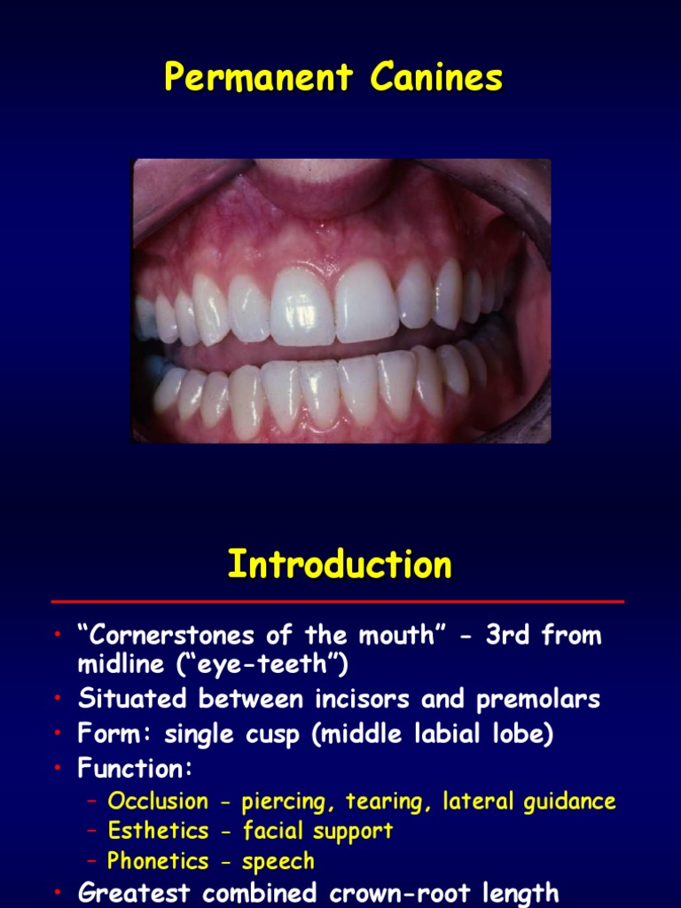 Canines | PDF | Human Anatomy | Dentistry Branches