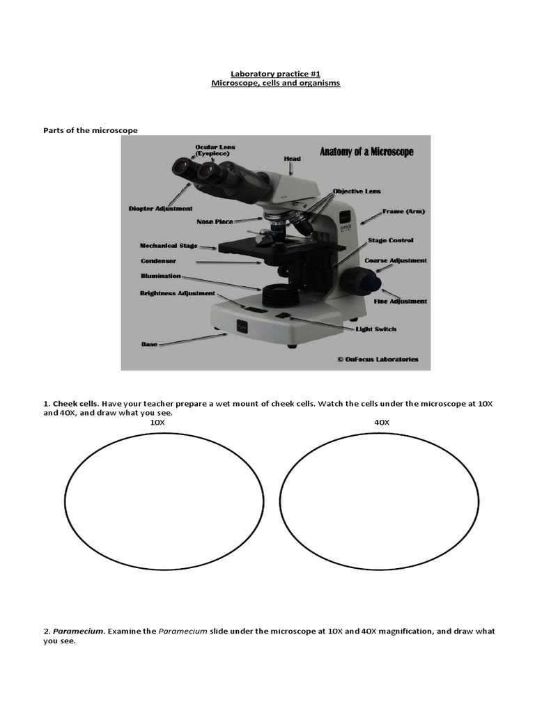 Microscope Lab Practice | PDF