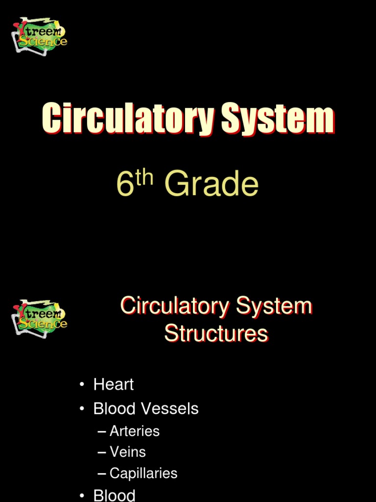 Circulatory System: 6 Grade | PDF | Circulatory System | Vein
