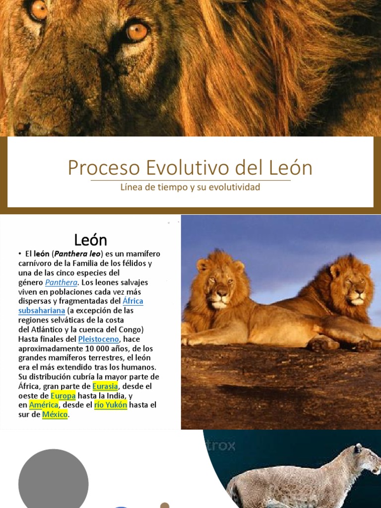 Evolución del León: Historia y Proceso | PDF | Ciencias sociales