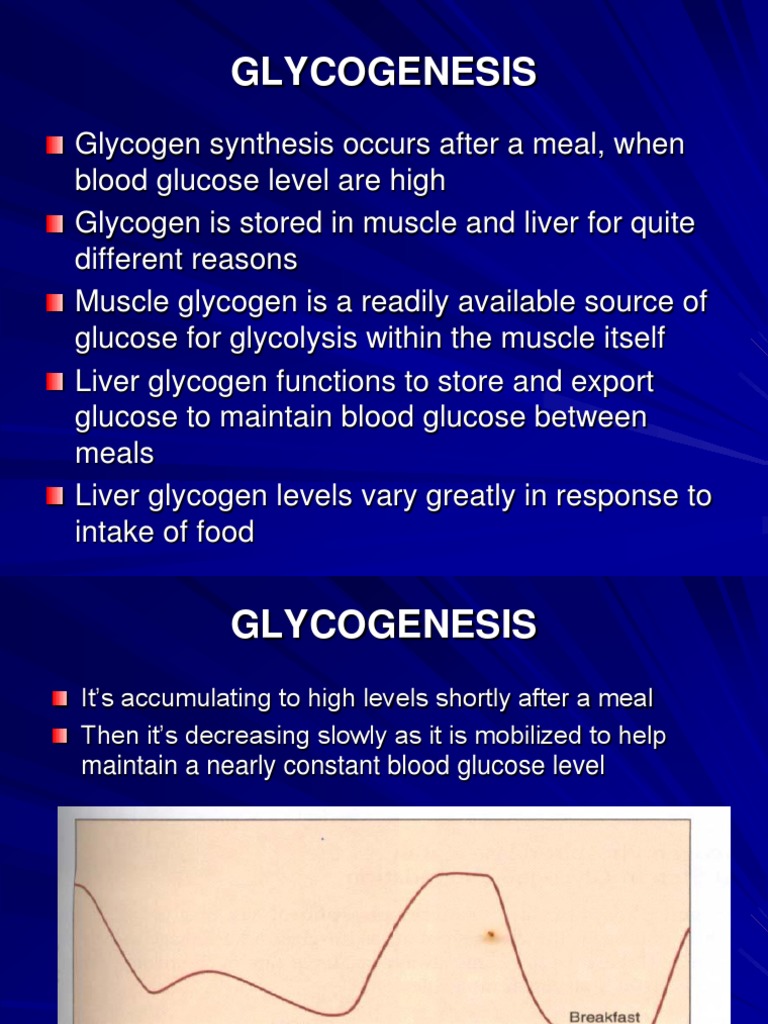 Glycogenesis | PDF | Glycogen | Glucose