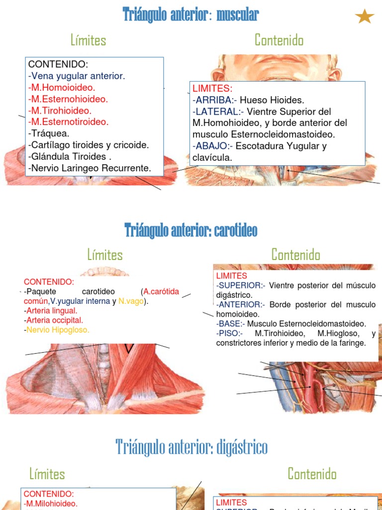 Triangulos Del Cuello | PDF | Sistema musculoesquelético | Anatomía de ...