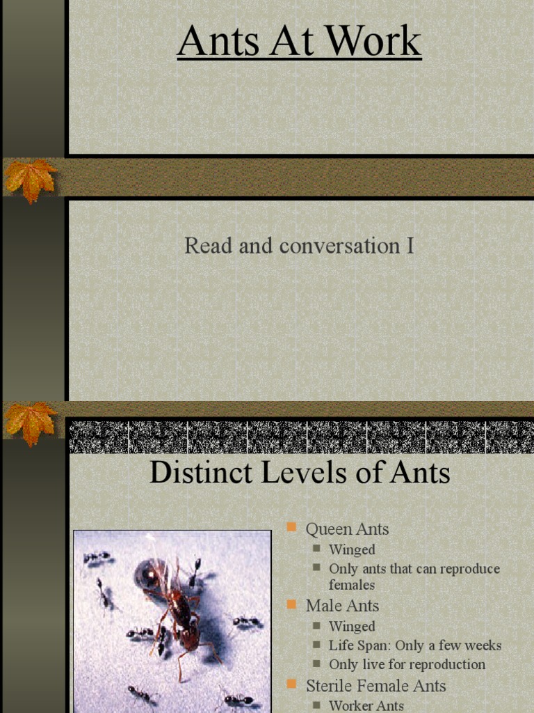 Ants at Work: Read and Conversation I | PDF | Ant | Eusociality
