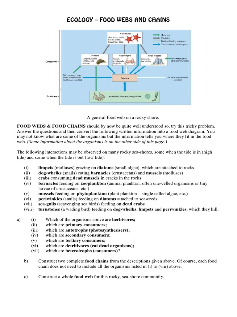 Sea-Shore Food Chains and Web | PDF | Food Web | Plankton