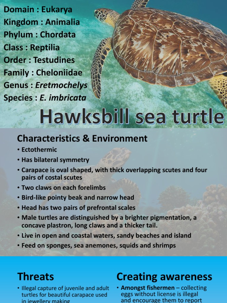 Domain: Eukarya Kingdom: Animalia Phylum: Chordata Class: Reptilia ...