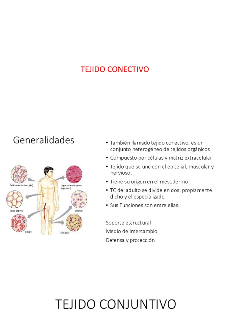 Tejido Conectivo | PDF | Tejido conectivo | Anatomía