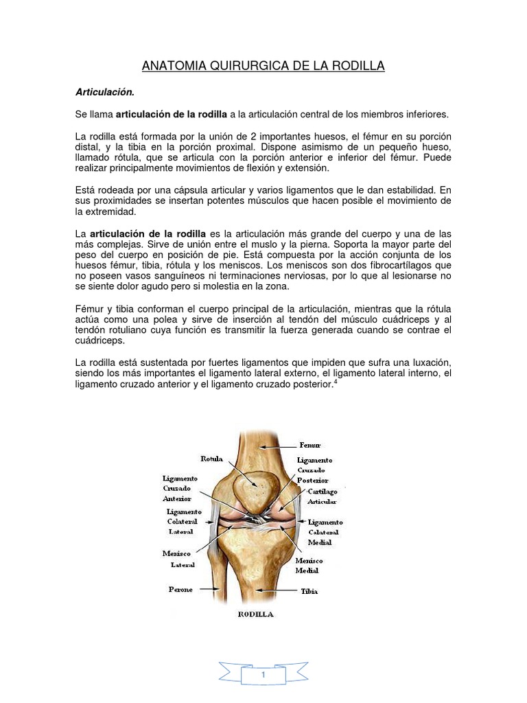 Apunte Rodilla 2016 | PDF | Rodilla | Anatomía del miembro inferior