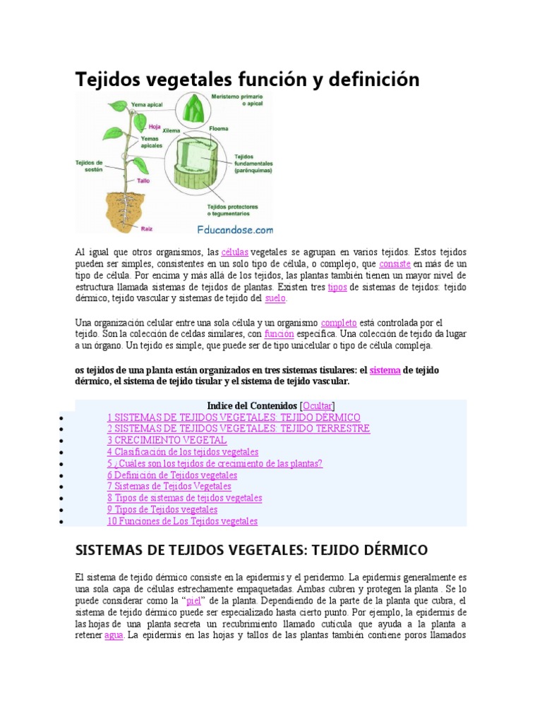 Tejidos Vegetales Función y Definición | PDF | Tallo de la planta | Raíz