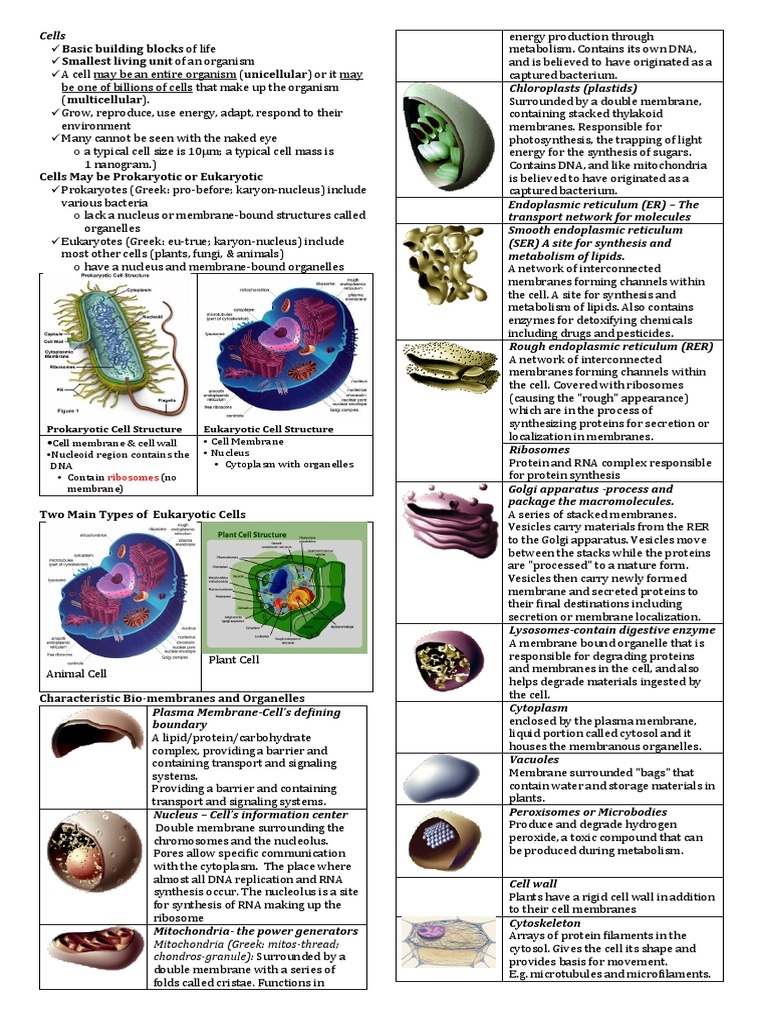 Basic Building Blocks of Life Smallest Living Unit of An Organism | PDF ...