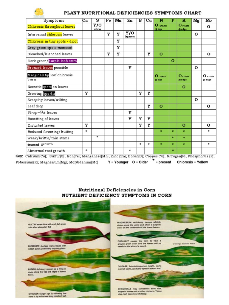 Plant Deficiencies Symptom Chart PDF | PDF | Plant Nutrition | Branches ...