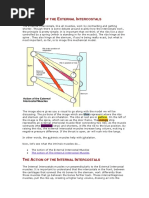 Animal Action Verbs - Movement | PDF