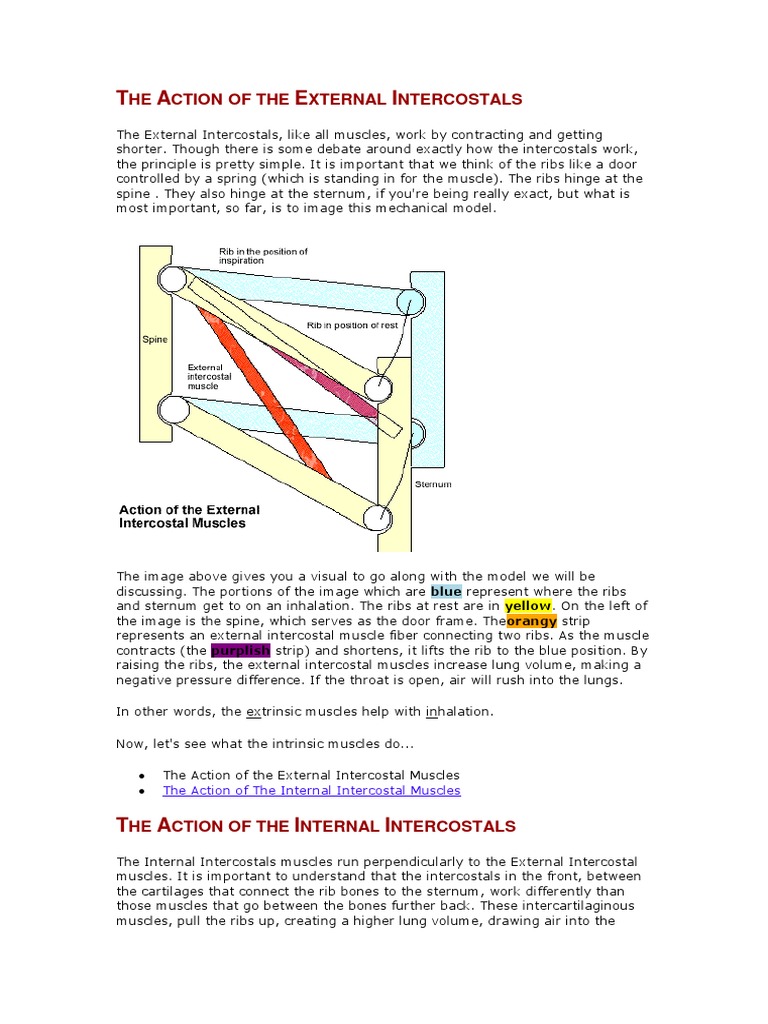 The Action of The Internal and External Intercostals | PDF | Exhalation ...