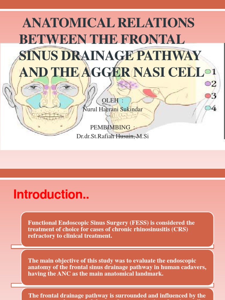 Anatomical Relations Between The Frontal Sinus Drainage Pathway And The Agger Nasi Cell Human