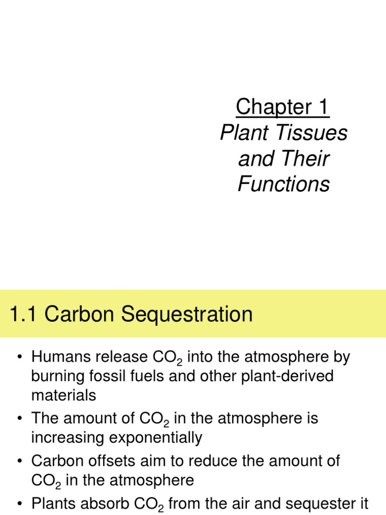 Chapter 1 Plant Tissues and Their Function | PDF | Leaf | Seed