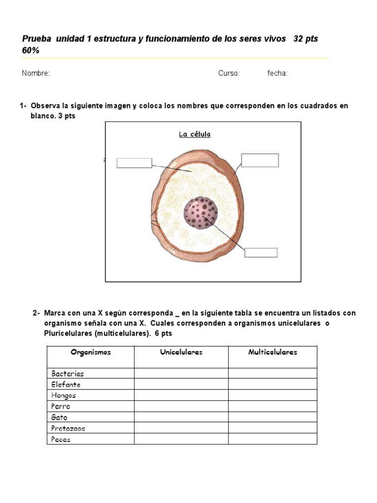 Prueba Unidad 1 Estructura y Funcionamiento de Los Seres Vivos | PDF ...
