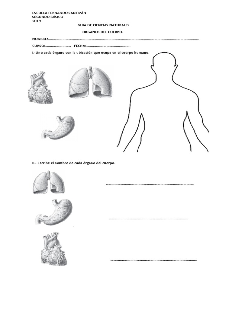 Guía de Órganos del Cuerpo 2° Básico | PDF