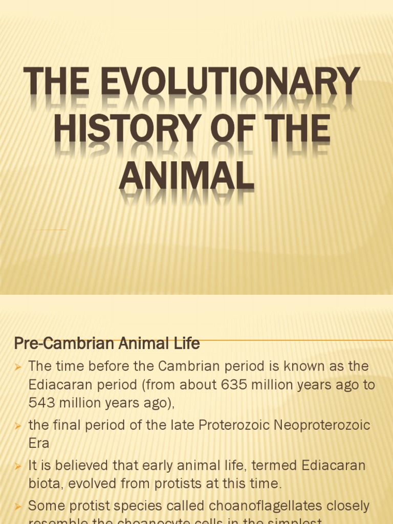 The Evolutionary History of The Animal | PDF | Sexual Reproduction | Homo