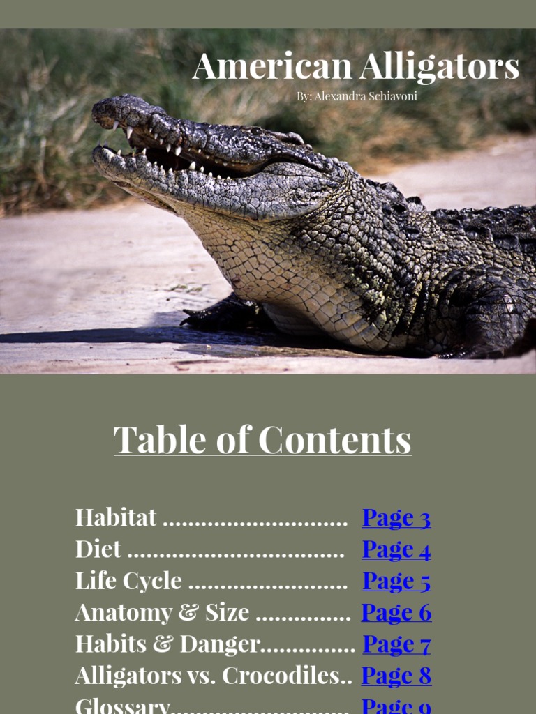 American Alligators | PDF | Alligator | Crocodile