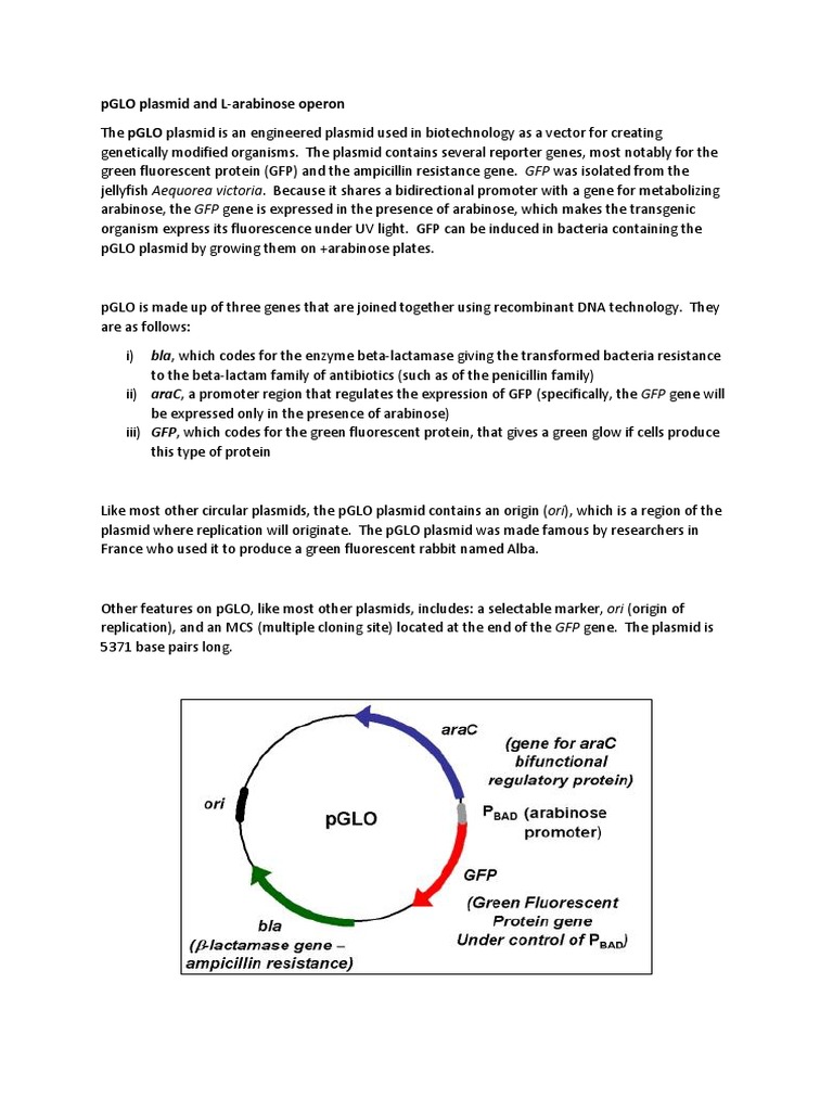 Arabinose Operon And Pglo