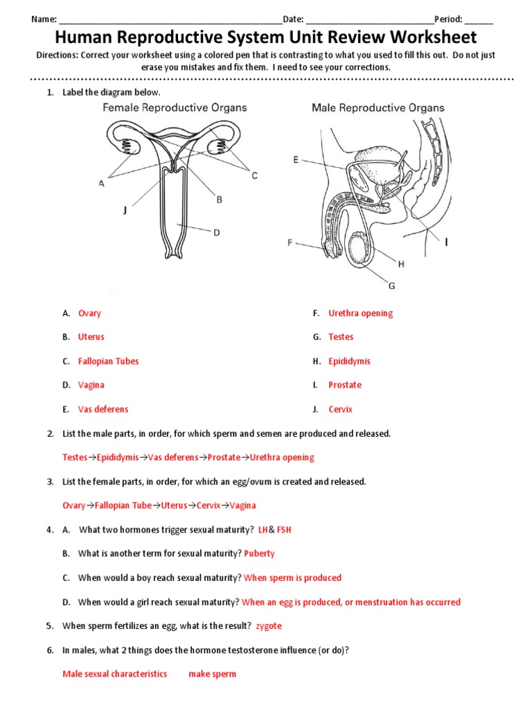 Human Reproduction Unit Review Worksheet KEY 2015-2016 | PDF | Human ...