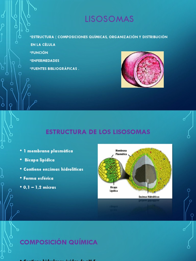 Lisosomas | Lisosoma | Citoplasma