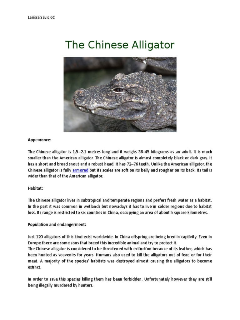 Alligator | PDF