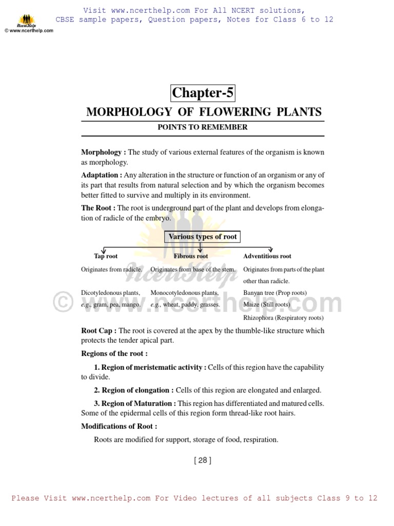 Hypogynous Flower Diagram Explained | PDF | Petal | Reproduction