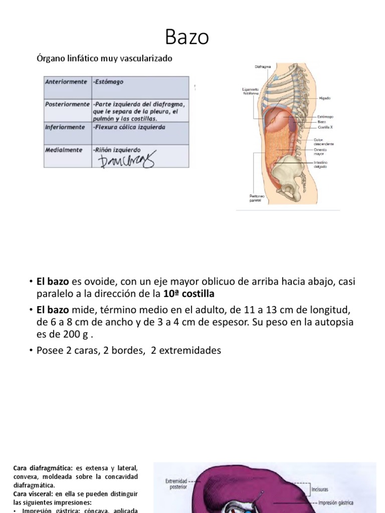 Anatomía y Relaciones del Bazo | PDF | Bazo | Estómago
