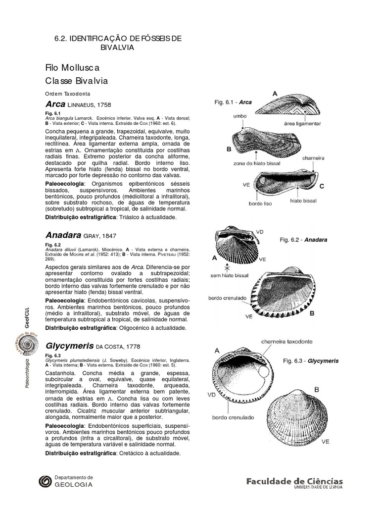 Bivalves | PDF | Bivalvia | Moluscos