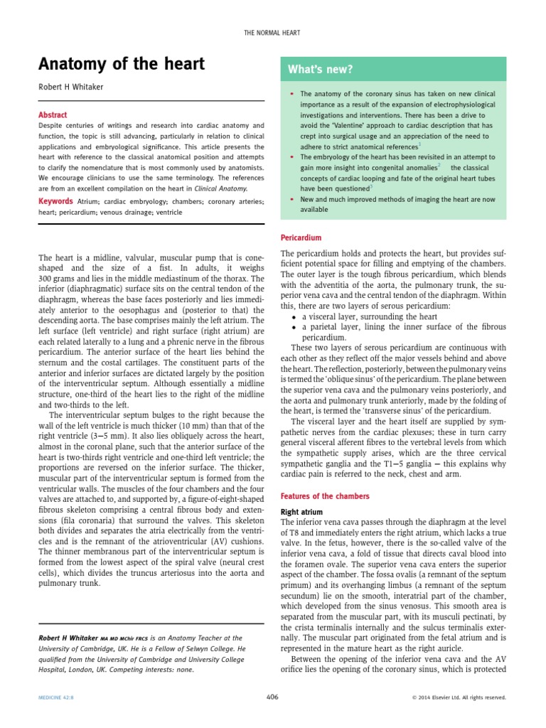 Anatomy of The Heart | PDF | Coronary Circulation | Heart Valve