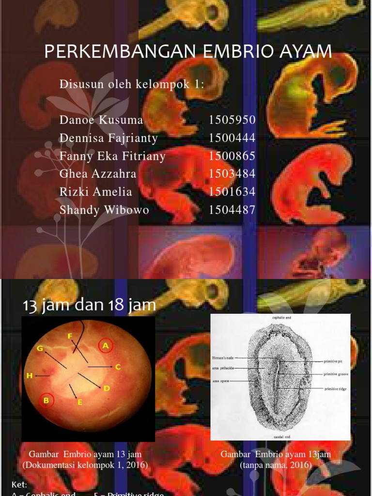 Perkembangan Embrio Ayam (Contoh) | PDF