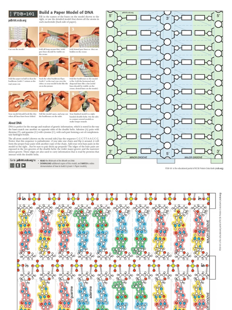 Hands-On Instructions for Building a Paper Model of the DNA Double ...