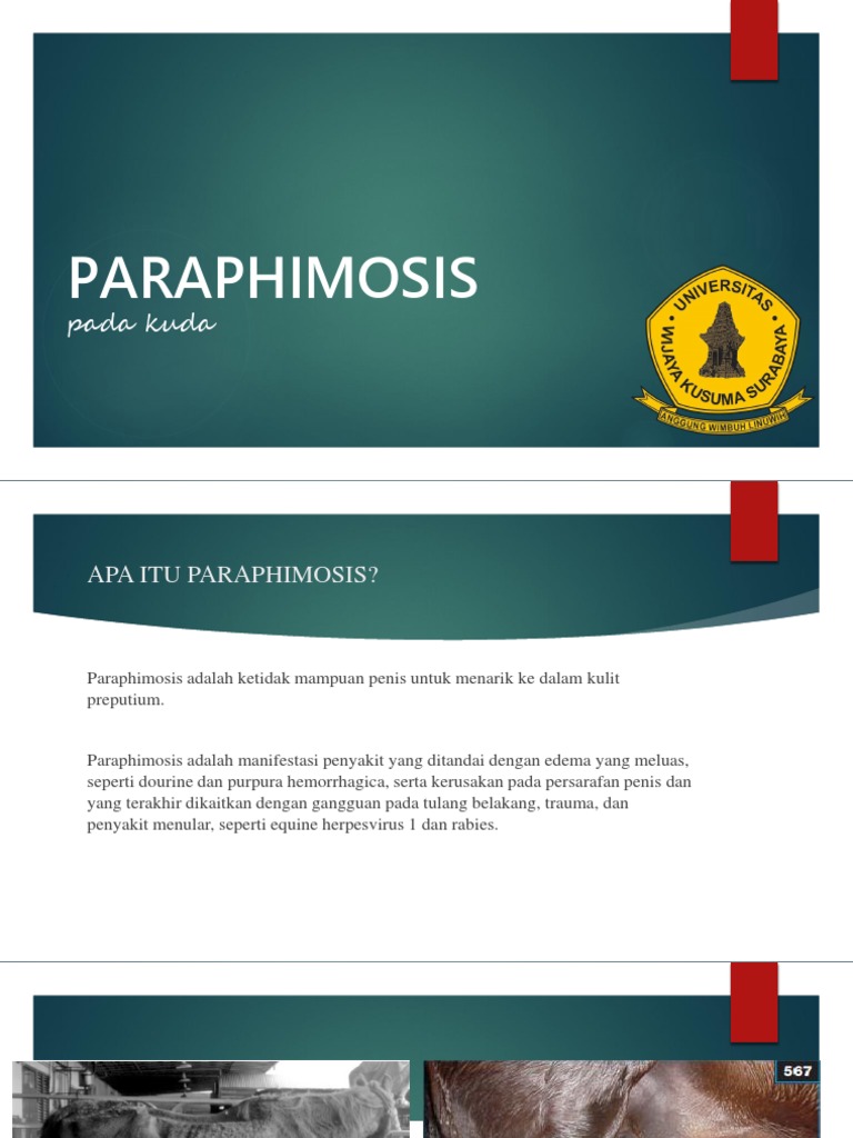 Paraphimosis pada Kuda: Penyebab dan Operasi | PDF