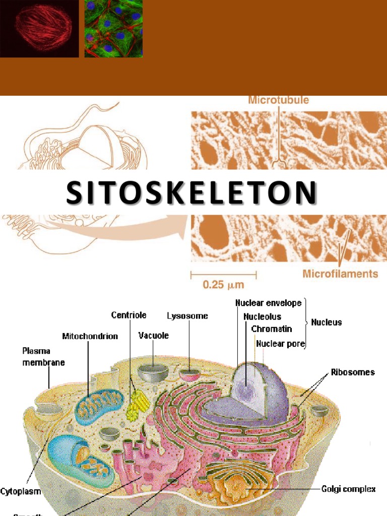 Biologi Sel #6 Sitoskeleton