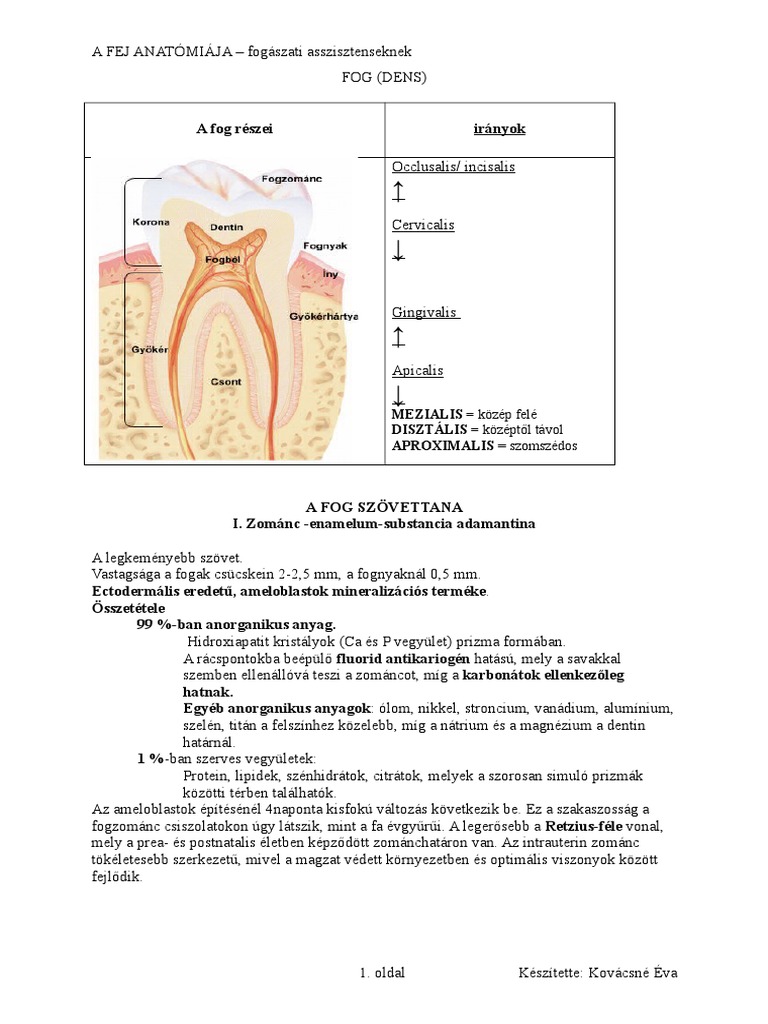 A Fej Anatomiaja Www.5mp - Eu | PDF