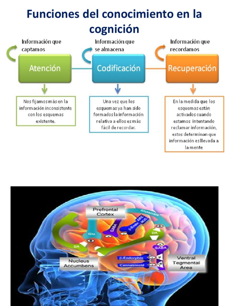 Funciones del conocimiento en la cognición