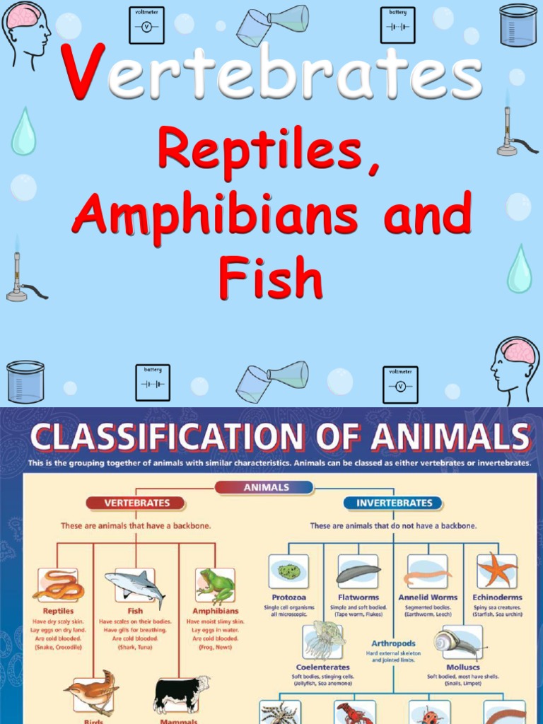 Reptiles, Amphibians, and Fish Basics | PDF | Science & Mathematics