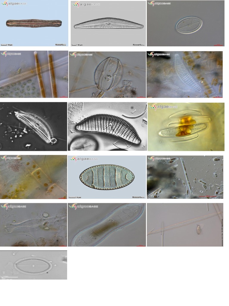 Silikatne Alge Vrste | PDF